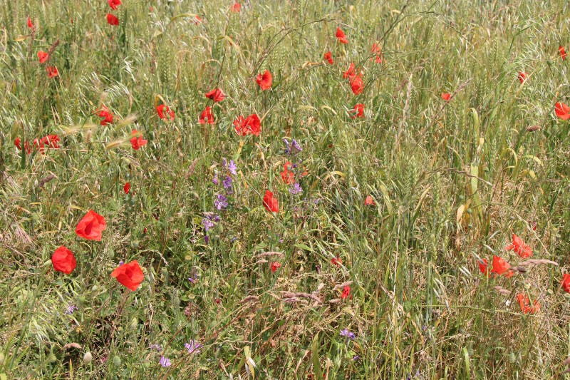Poppies Field in Normandy - France Stock Photo - Image of prairie ...