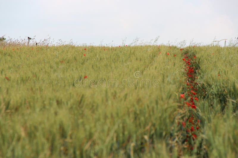 Poppies Field in Normandy - France Stock Image - Image of vegetation ...