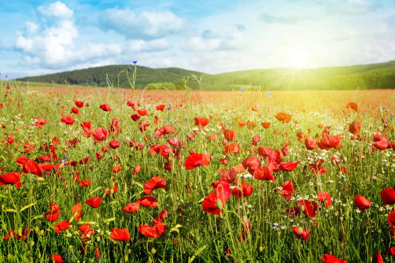 Poppies field in rays sun. stock photo. Image of light - 73656450