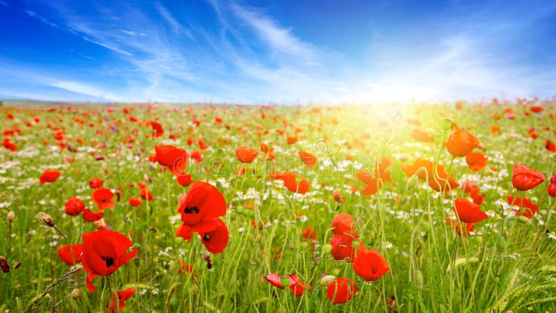Poppies field in rays sun. stock image. Image of sunshine - 87588529