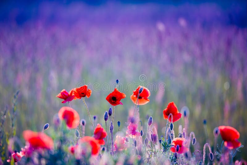 Poppies field stock photo. Image of poppies, wildflowers - 55422246