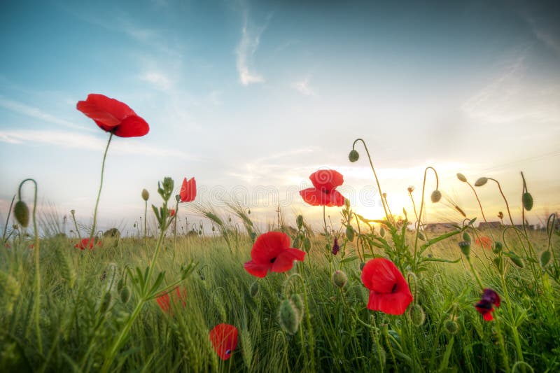 Lest we Forget War Planes Flying Over Red Poppy Field Stock Image ...