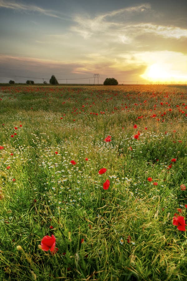 Romantic poppy field stock photo. Image of poppies, blooming - 2307086