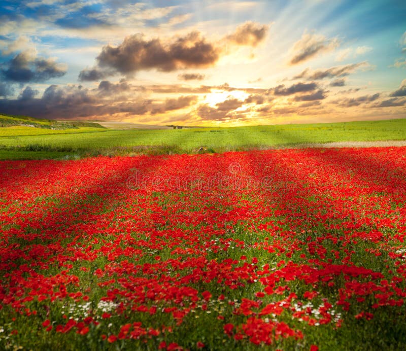 Poppies field at sunset stock photo. Image of poppy, natural - 52440978