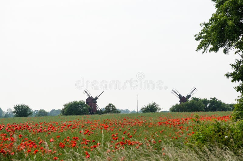 Poppies in a Field by Two Old Windmills Stock Photo - Image of ...
