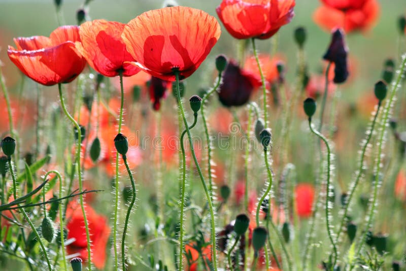 Poppies Flower Closeup Spring Season Stock Image - Image of wild ...