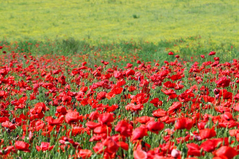 Poppies Flower Meadow Springtime Countryside Stock Photo - Image of ...