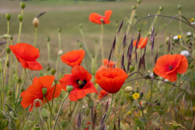 Poppies Flowering in the Hedgerow Near Padstow in Cornwall Stock Image ...