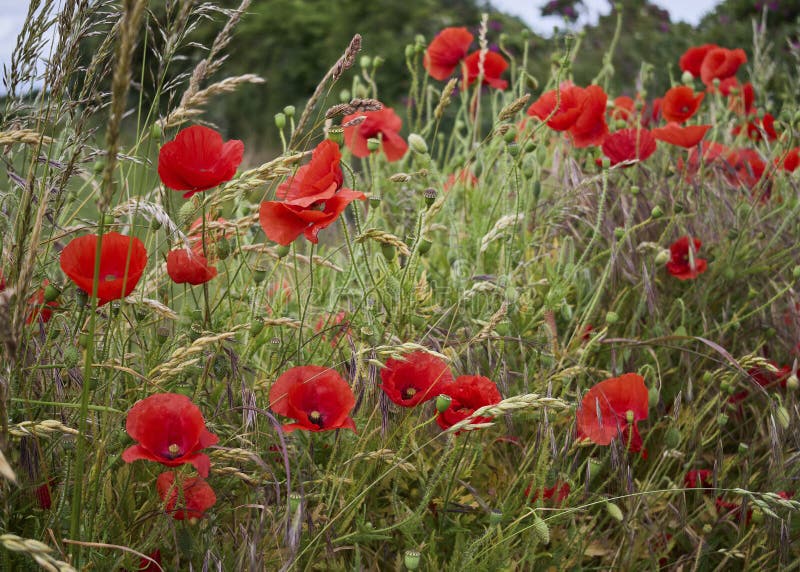 Poppies Flowering in the Hedgerow Near Padstow in Cornwall Stock Photo ...