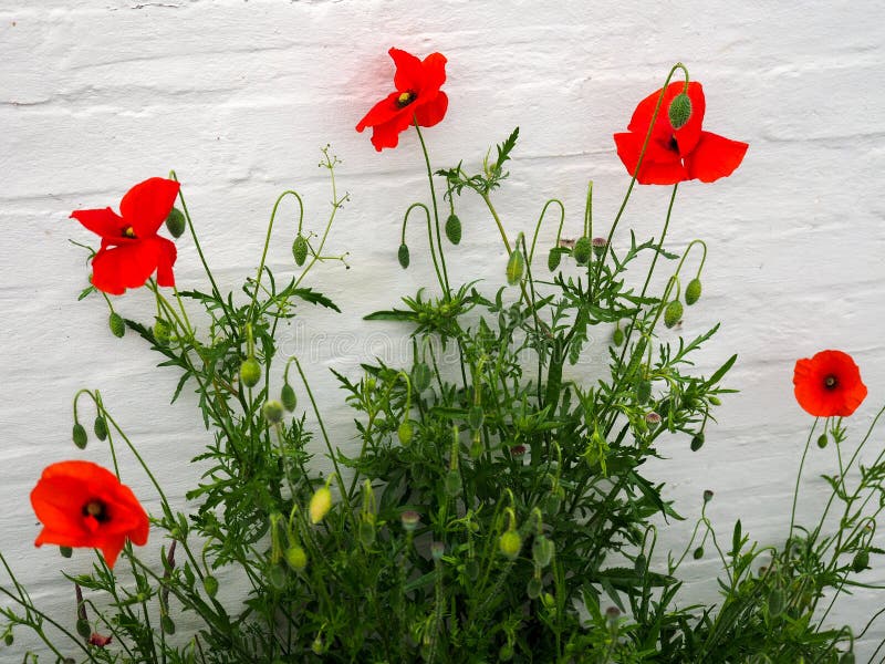 Poppies Flowering at Southwold Stock Photo - Image of beautiful ...