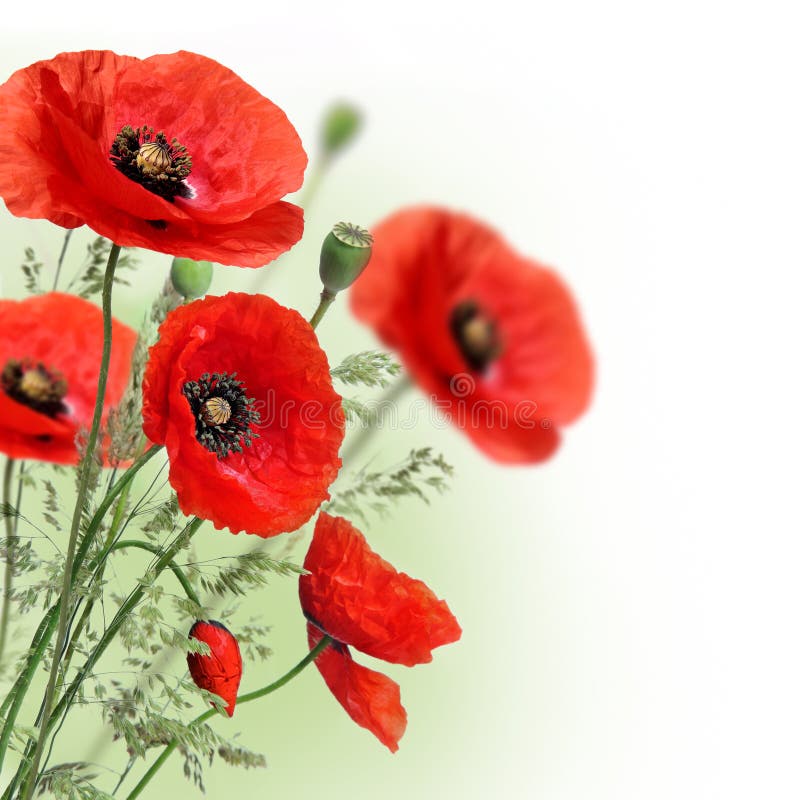 Red poppy field stock image. Image of flowers, color - 36622889