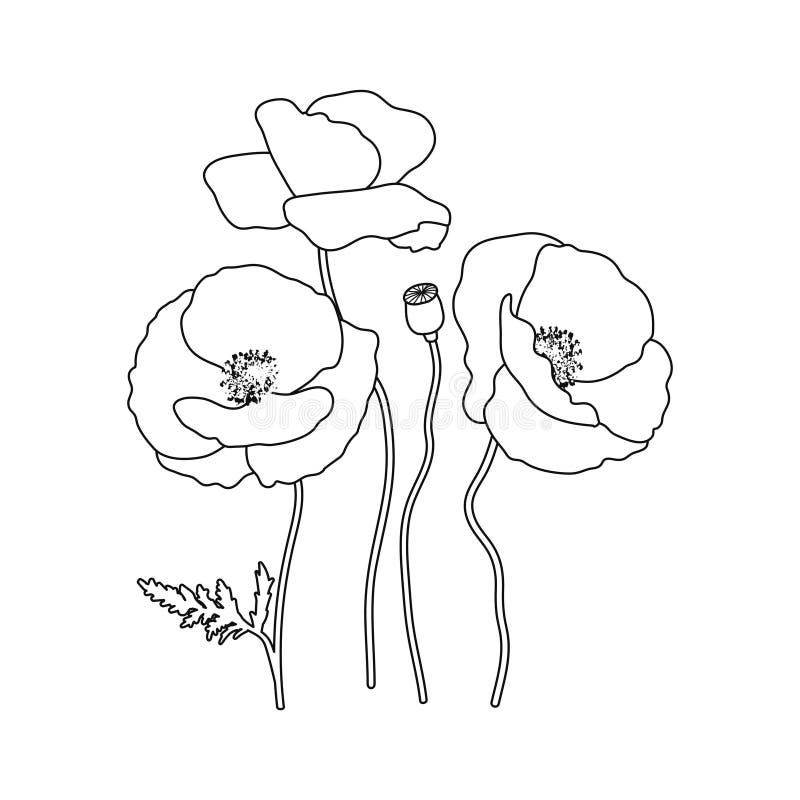 Poppies Flowers Outline Illustration Stock Vector - Illustration of ...