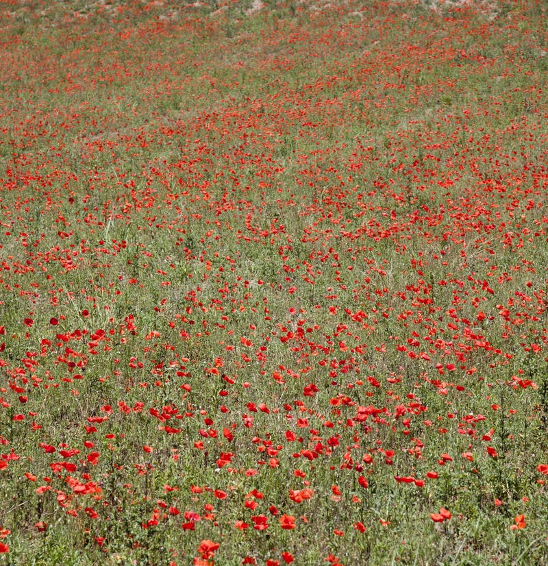 Poppies in France stock photo. Image of provence, soldiers - 28703272