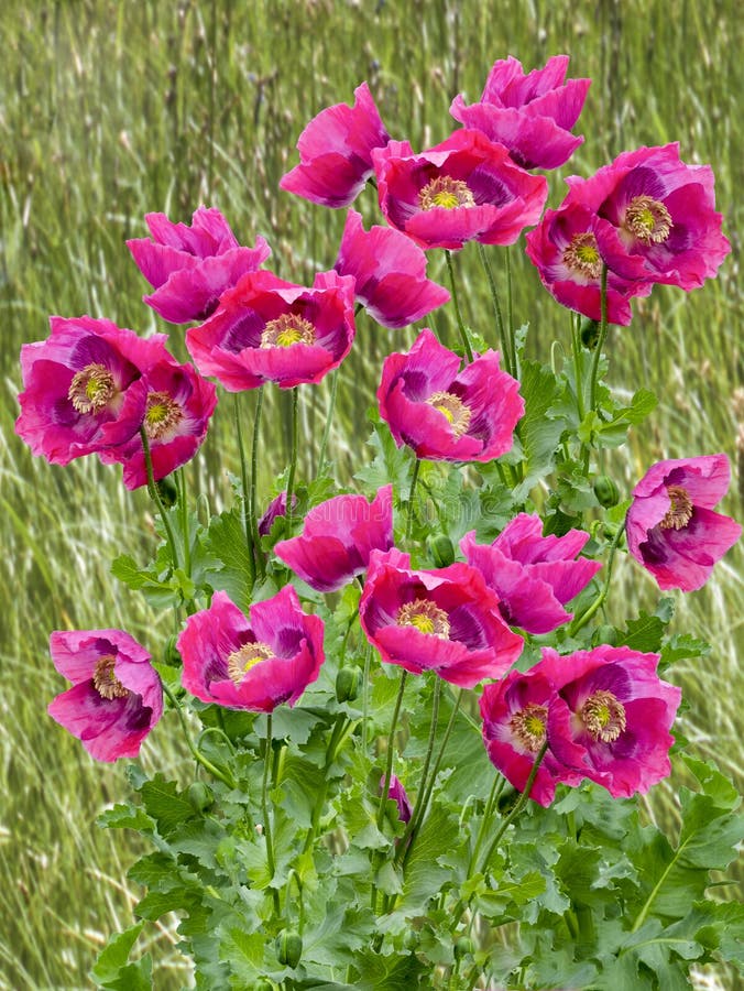 Large Poppies close up stock photo. Image of large, dark - 150123918