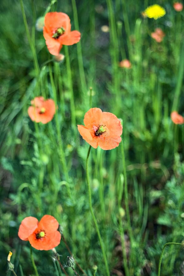 Poppies in the Grass Seen Up Close Stock Image - Image of garden, fresh ...