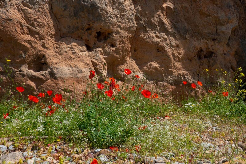 Poppies Growing Under Harsh Conditions Stock Photo - Image of common ...