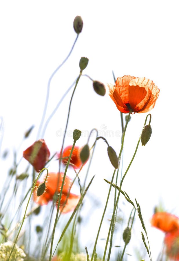 Poppies isolated on white stock photo. Image of green - 14494526
