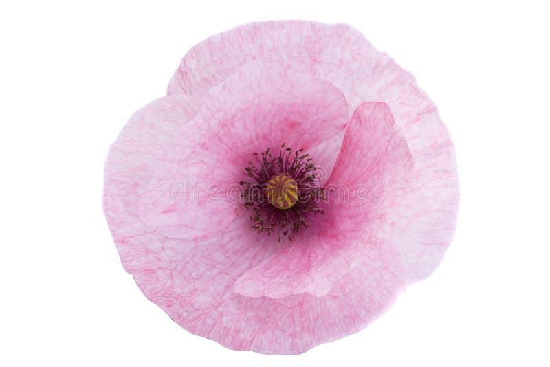 Poppies flower isolated stock photo. Image of closeup - 260651806