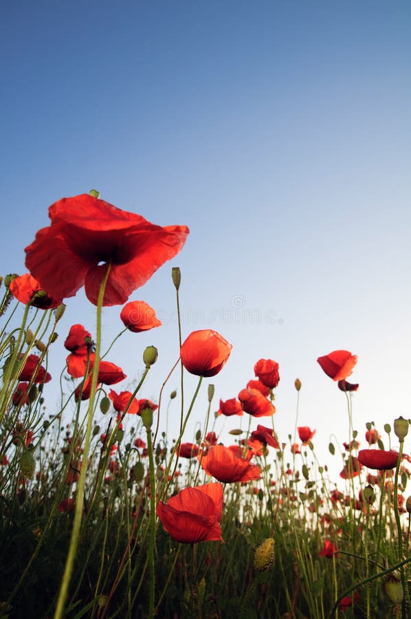 Poppies stock image. Image of scenics, close, grass, beauty - 49697855