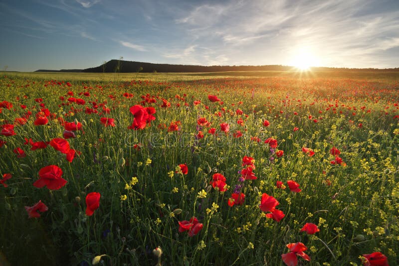 Poppies meadow landscape stock photo. Image of flora - 133835544
