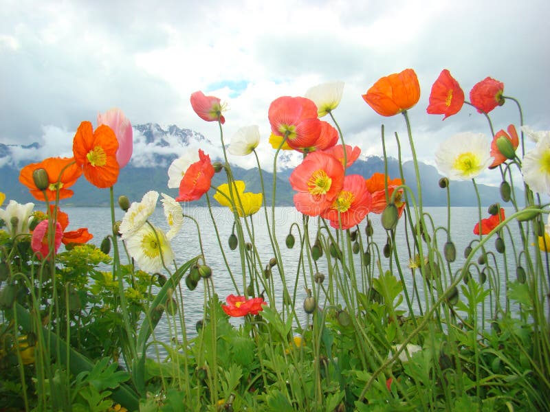 Poppies stock image. Image of spring, bloom, poppies - 47445989
