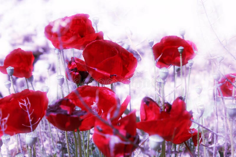 Opening red poppies stock photo. Image of stalks, colour - 150665652