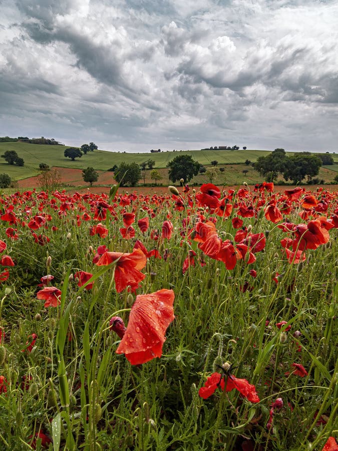 Poppies in the Rain Under a Very Cloudy Sky Stock Image - Image of drop ...