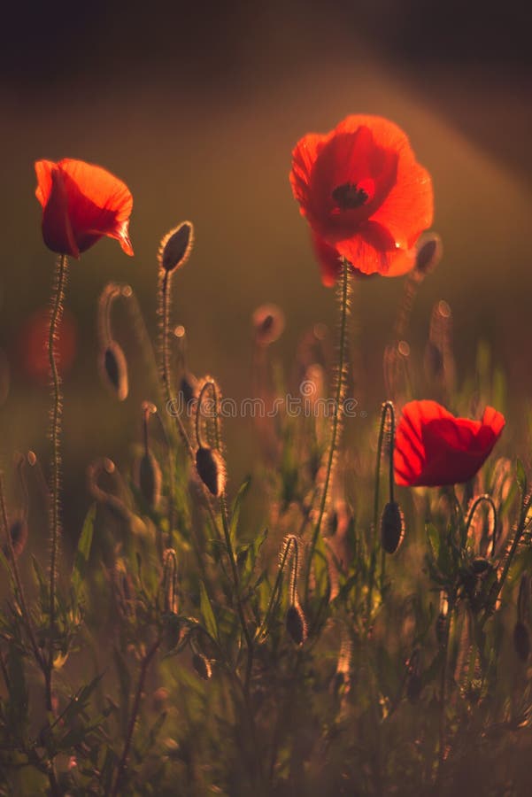 Poppies field stock photo. Image of poppies, wildflowers - 55422246