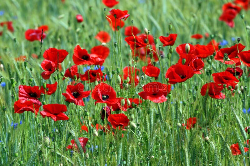 Poppies on rye field. stock photo. Image of flower, herbal - 29300744