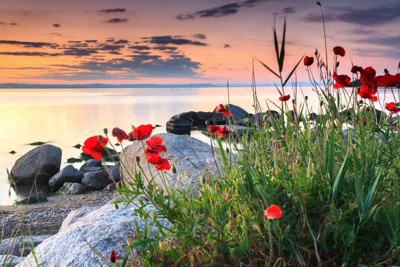 Poppies by the sea stock image. Image of dusk, tranquility - 90477293