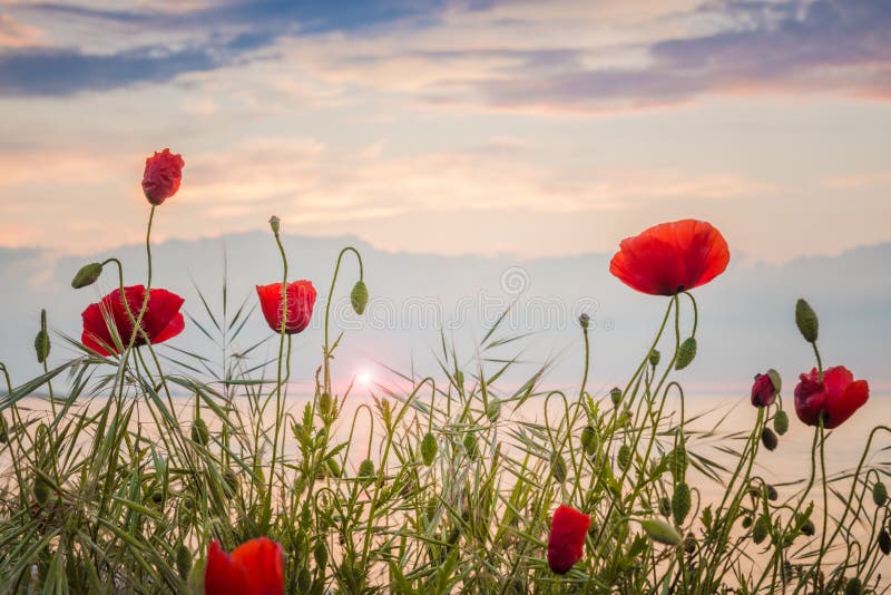 Poppies on the Sea Shore at Sunrise Stock Photo - Image of clouds ...