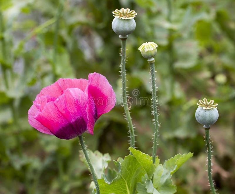 Seed pods in winter stock image. Image of branch, beautiful - 38127197