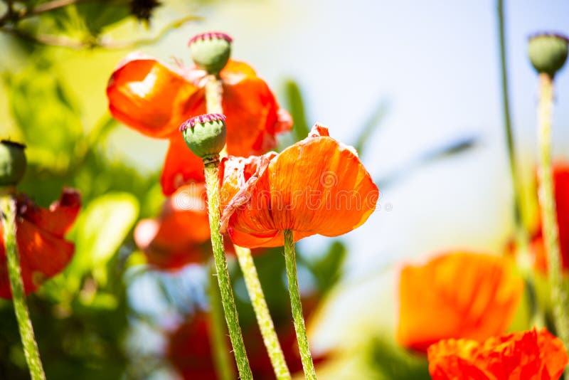 Poppies in Spring, Blue Sky Stock Image - Image of rural, poppies ...