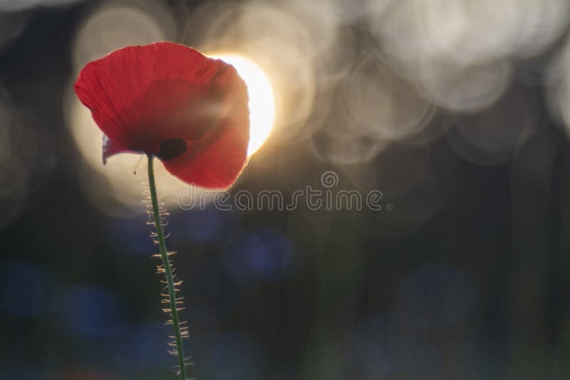 Poppies, a spring feeling stock photo. Image of poppies - 136386874