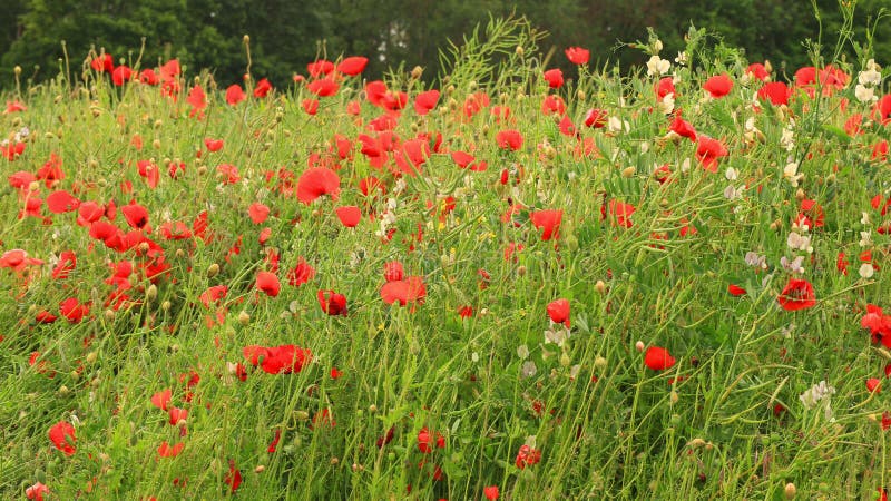 Poppies in spring stock photo. Image of flower, poppy - 234979152