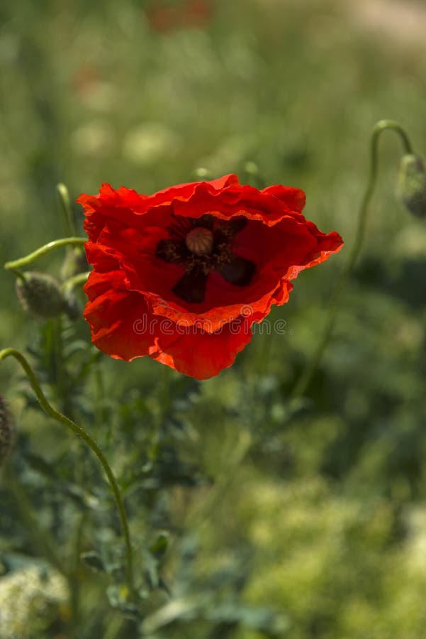 Poppies in Spring in May in a Green Field Stock Image - Image of beauty ...