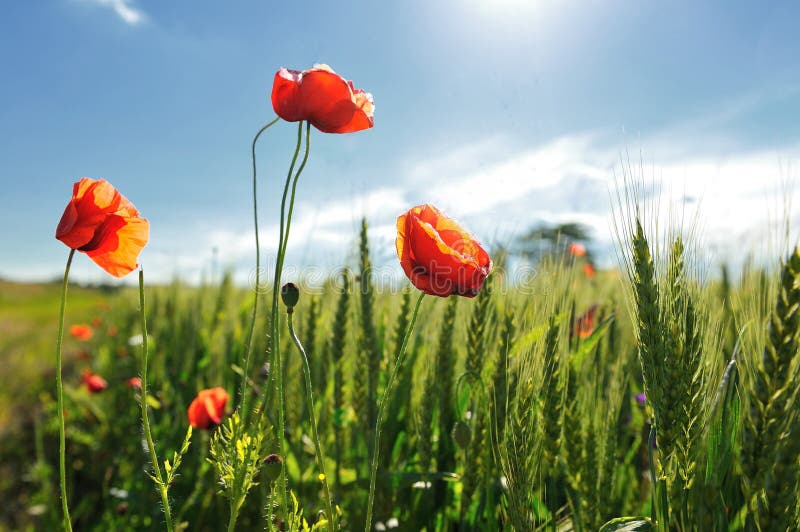 Poppies stock image. Image of clouds, springtime, love - 31206855