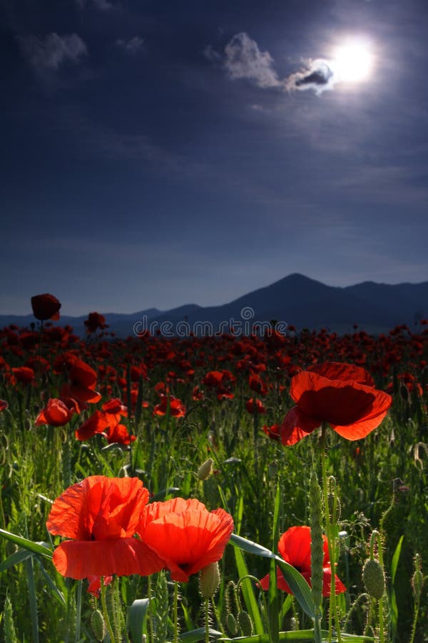 Poppies and Sun stock photo. Image of field, poppies, evening - 963700