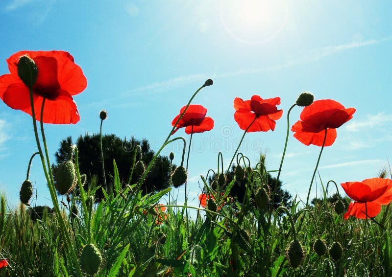 Poppies in the sun stock image. Image of plant, poppy - 174155943