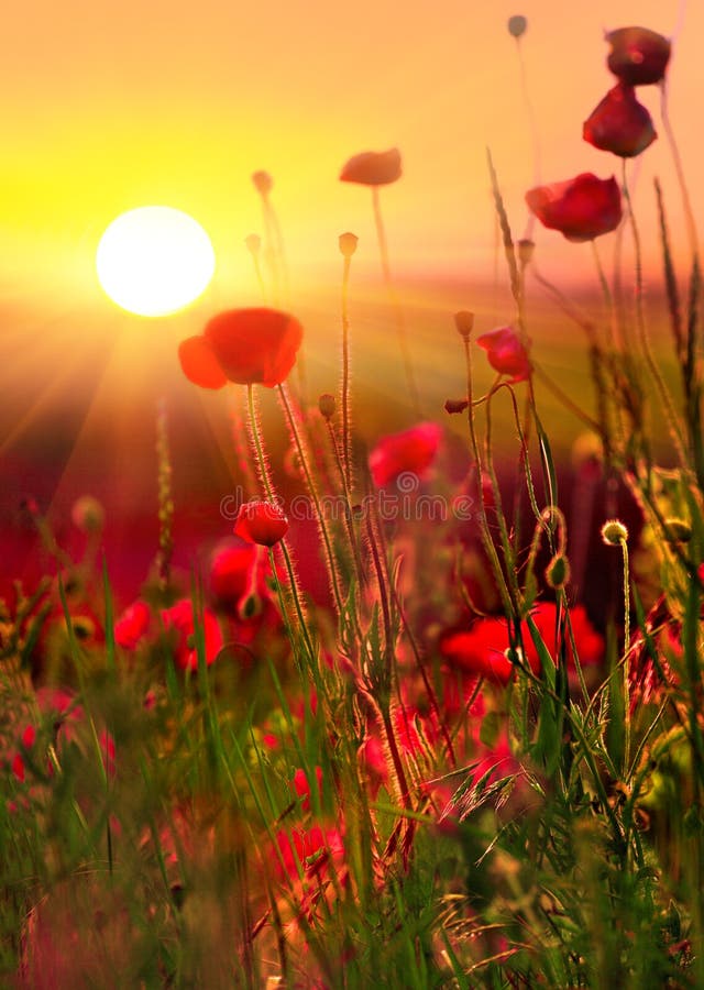 Poppy field on sunset stock image. Image of park, rural - 32369757