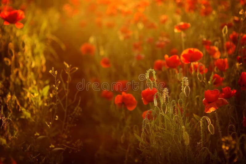 Poppies at sunset stock image. Image of field, landscape - 55340941
