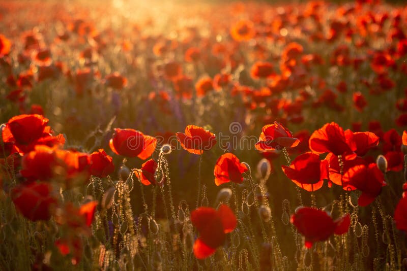Poppies in sunset stock image. Image of poppies, background - 185929347