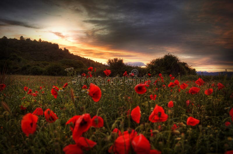 Poppies at Sunset with Dark Clouds Stock Image - Image of dramatic ...