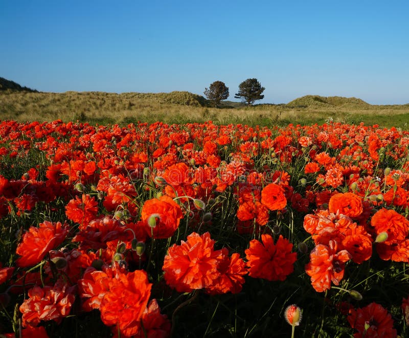Poppies at sunset stock image. Image of flowers, dunes - 32694305