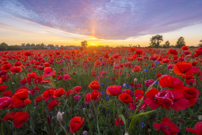 Poppies in sunset light stock image. Image of background - 105404939