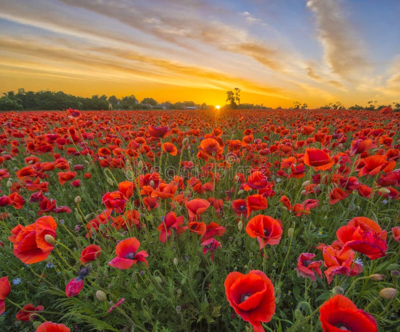 Poppies in sunset light stock image. Image of meadow - 105405015