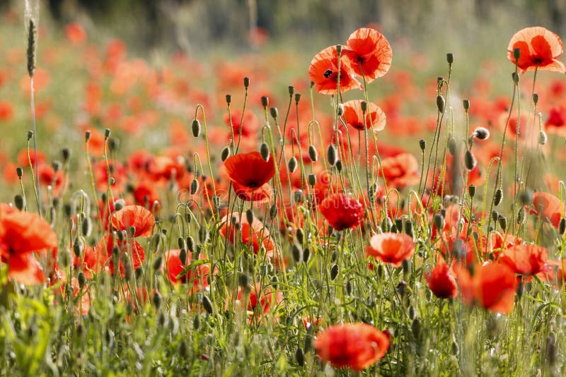 Poppies stock photo. Image of typical, green, dutch - 100552168