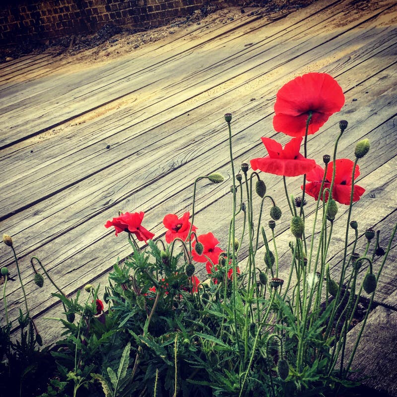 Popping up stock image. Image of resiliance, flowers - 72637013