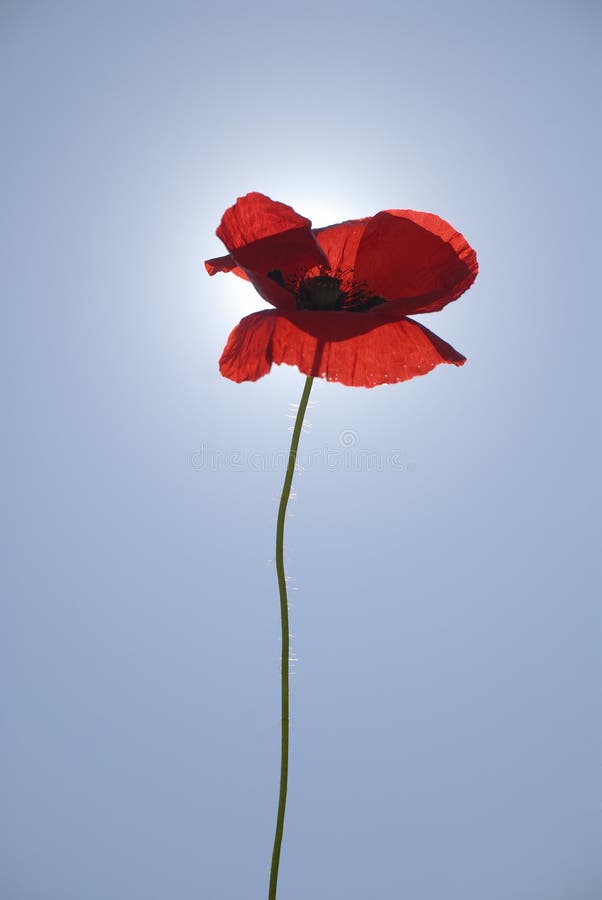 Poppy stock image. Image of lush, beauty, close, gardening - 10048671