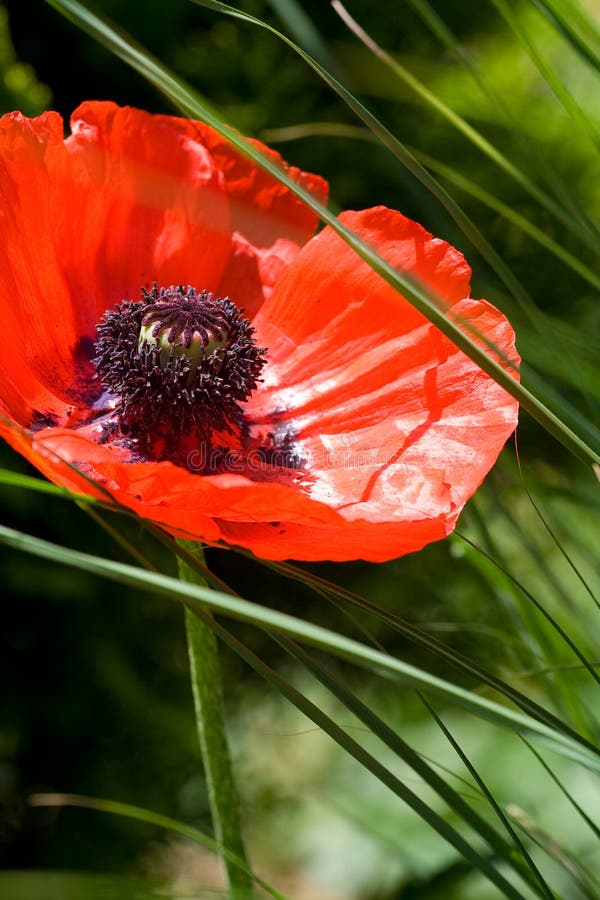 Poppy stock image. Image of summer, rural, nature, meadow - 10163409